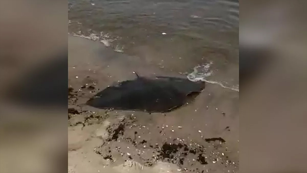 Raia-borboleta é vista na Praia da Bica – Ilha Carioca
